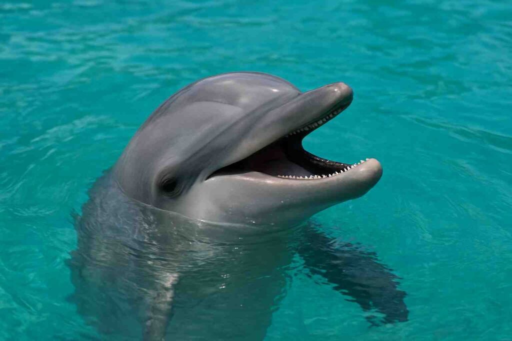 Can Dolphins Drink Salt Water? 7 Facts You Must Know